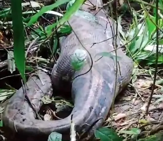 Mổ bụng con trăn dài 6 mét, dân làng kinh hoàng tìm thấy thi thể người phụ nữ 45 tuổi bị mất tích